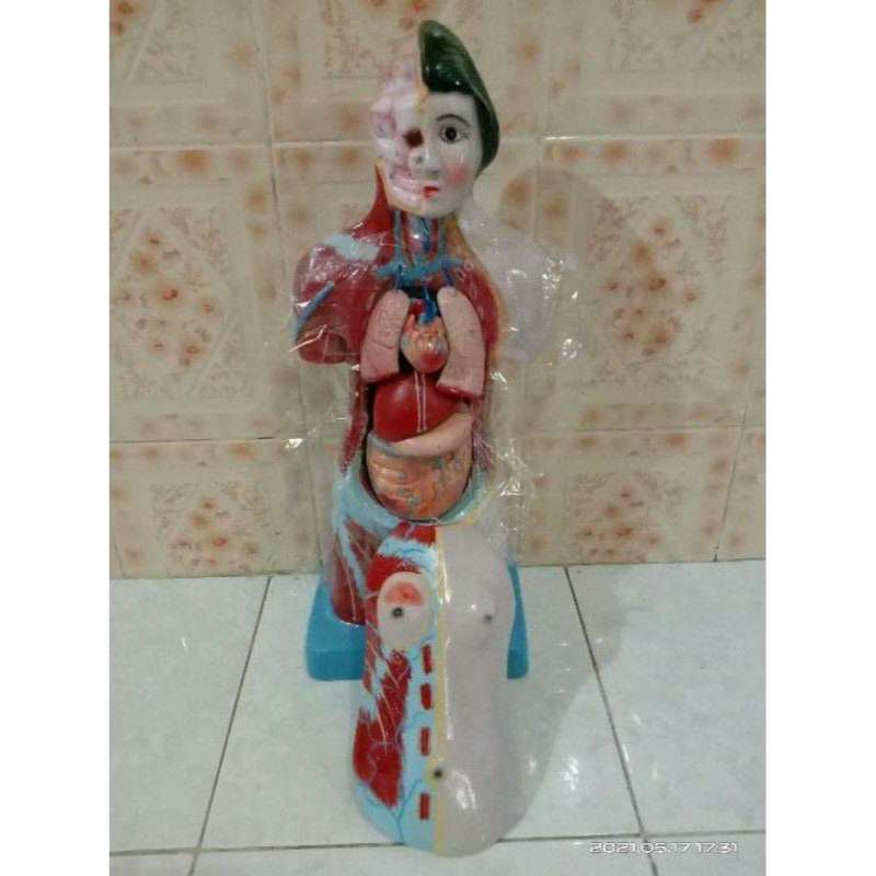 Jual alat peraga model torso wanita mini tinggi 50cm bahan fiberglass ...