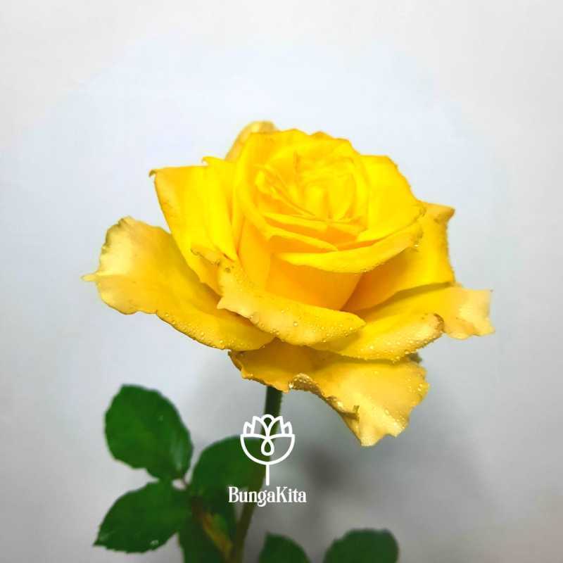 Bunga Mawar Kuning