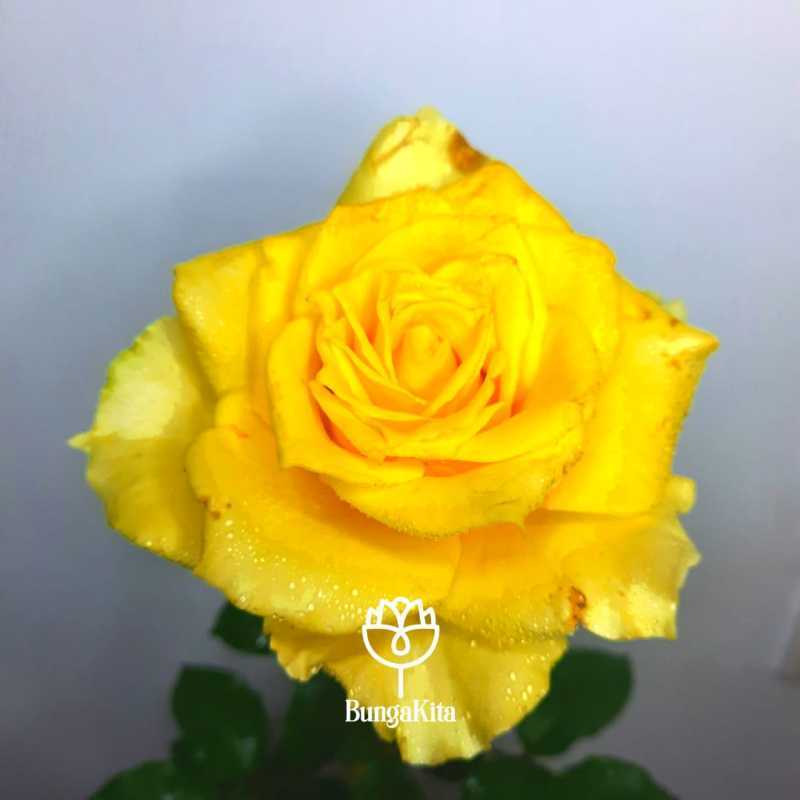 Jual Tanaman Hias Bunga Mawar Kuning Wangi Di Seller Bungakita ...