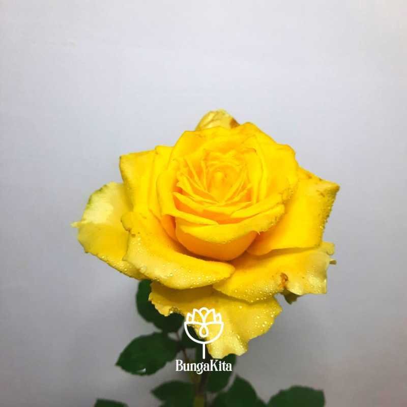 Jual Tanaman Hias Bunga Mawar Kuning Wangi Di Seller Bungakita ...