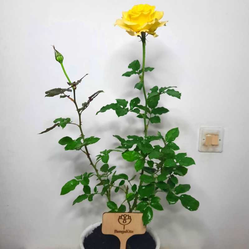 Jual Tanaman Hias Bunga Mawar Kuning Wangi Di Seller Bungakita ...