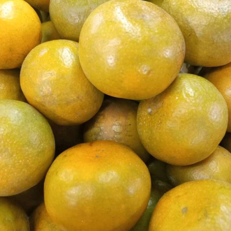 Jual Jeruk madu segar 1 kg Halal di Seller Faith Fresh - Sunggal, Kota ...