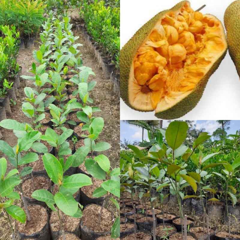 Jual Bibit Pohon Buah Cempedak - Campedak di Seller rumah bibitku - Kab ...