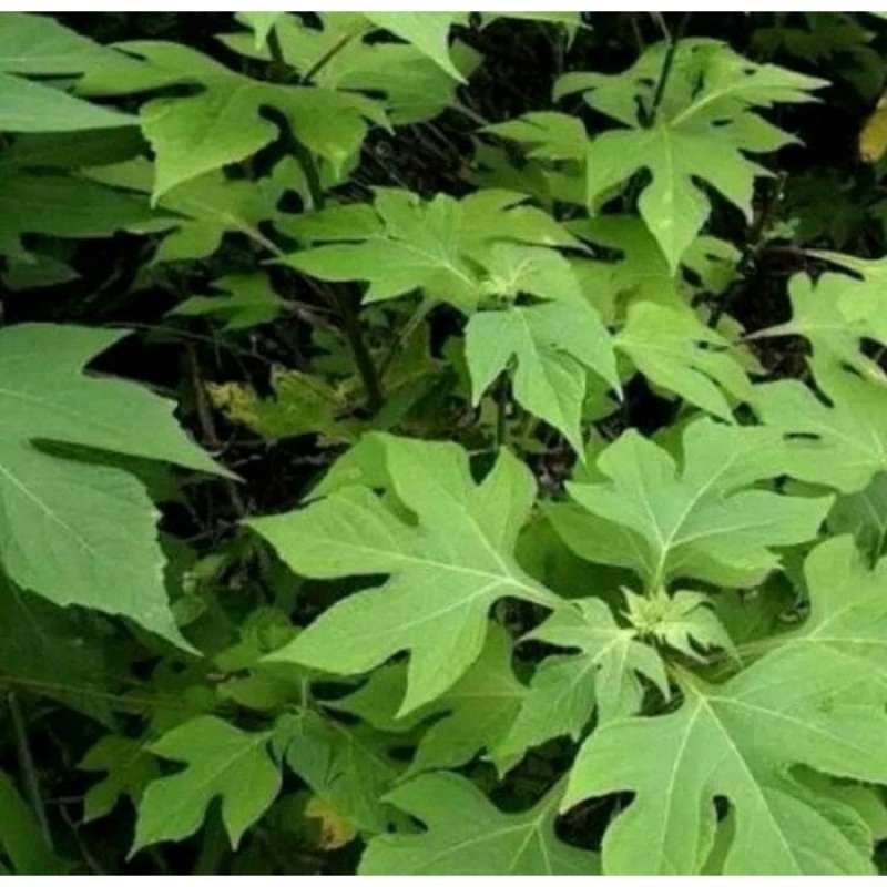 Jual produksi bibit tanaman daun insulin kipahit herbal di Seller ...