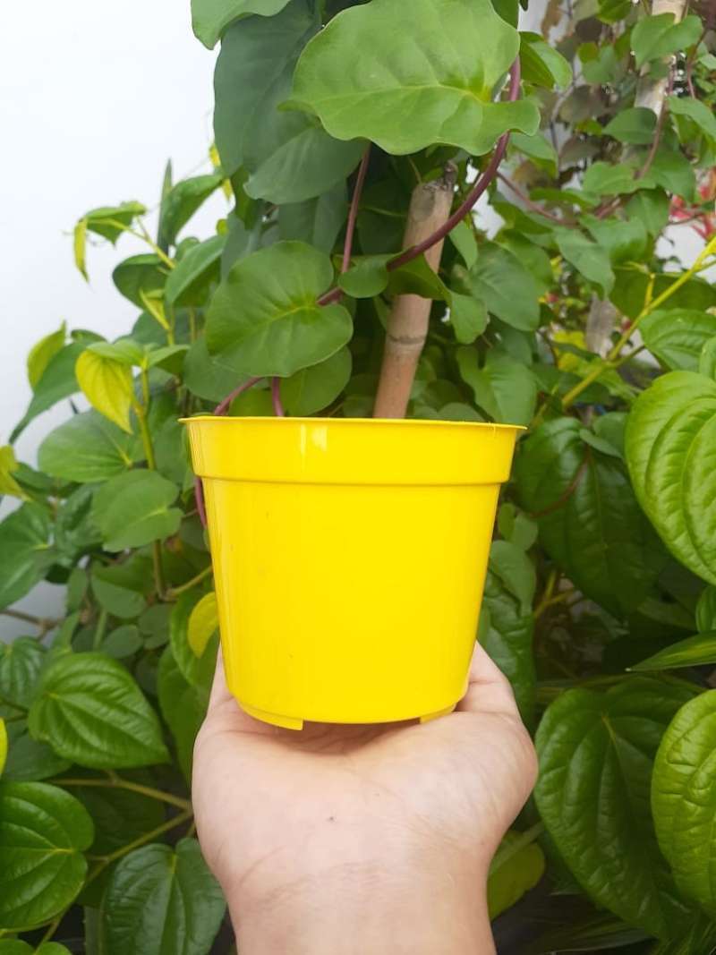 Jual Pot Bunga 10 Cm Warna Warni Tanaman Hias di Seller Raja Indo ...