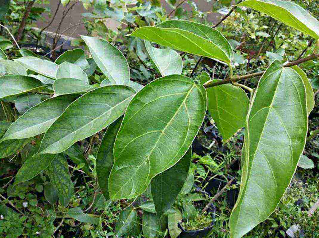 Jual daun cincau hijau segar herbal tangerang di Seller Suplier Online ...
