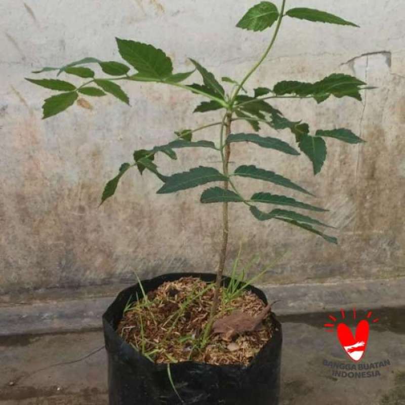 Jual Bibit Pohon Mimba-tanaman Buah Daun Imba Mimba Herbal Banyak ...