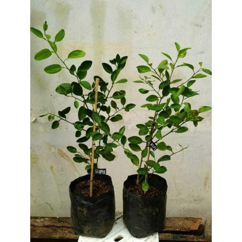 Jual BIBIT JERUK NIPIS , RIMBUN di Seller Bibit satuu - Pondok Bambu ... Jual BIBIT JERUK NIPIS , RIMBUN di Seller Bibit satuu - Pondok Bambu ...