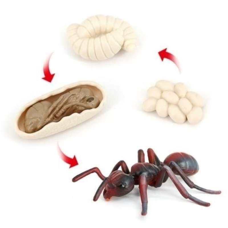 Jual MALOTOYS - Life Cycle Figurine Ant Beetle Chicken Duck Frog Mantis ...