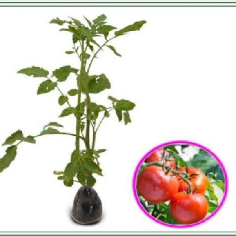 Jual Bibit Tanaman Tomat Buah di Seller sentra bibit muda - Sumberjo ...