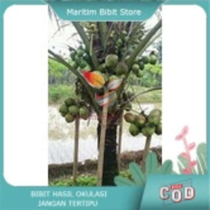 Jual Tanaman Bibit Buah Kelapa Genjah Entok Okulasi Cepat Ber buplla ...