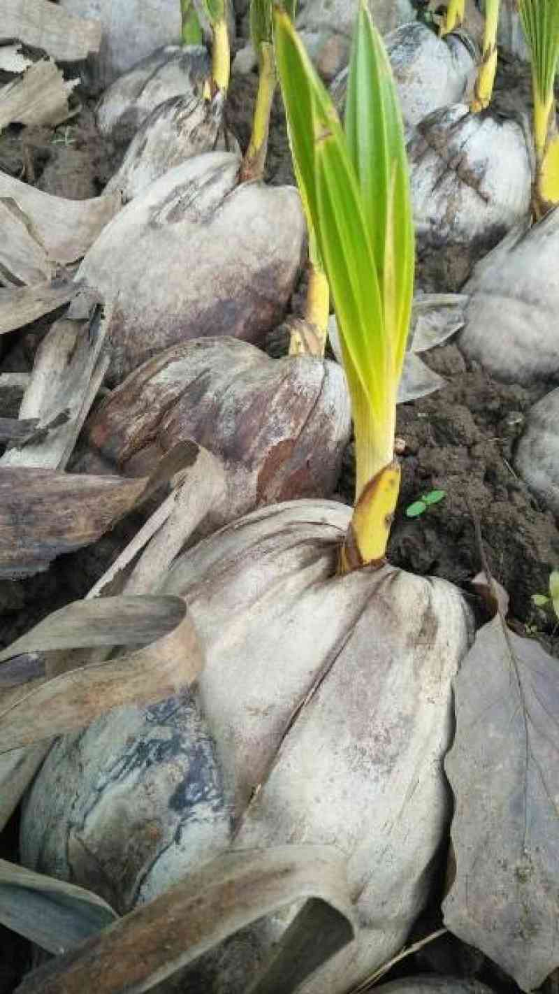 Jual JJ Bibit Tanaman Pohon Kelapa Gading di Seller tanisubur03 ...