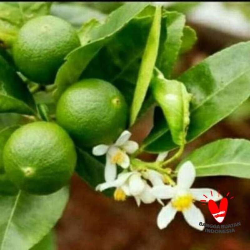 Jual Pohon Jeruk Nipis-Bibit Pohon Jeruk Nipis di Seller ratu bibitku ... Jual Pohon Jeruk Nipis-Bibit Pohon Jeruk Nipis di Seller ratu bibitku ...