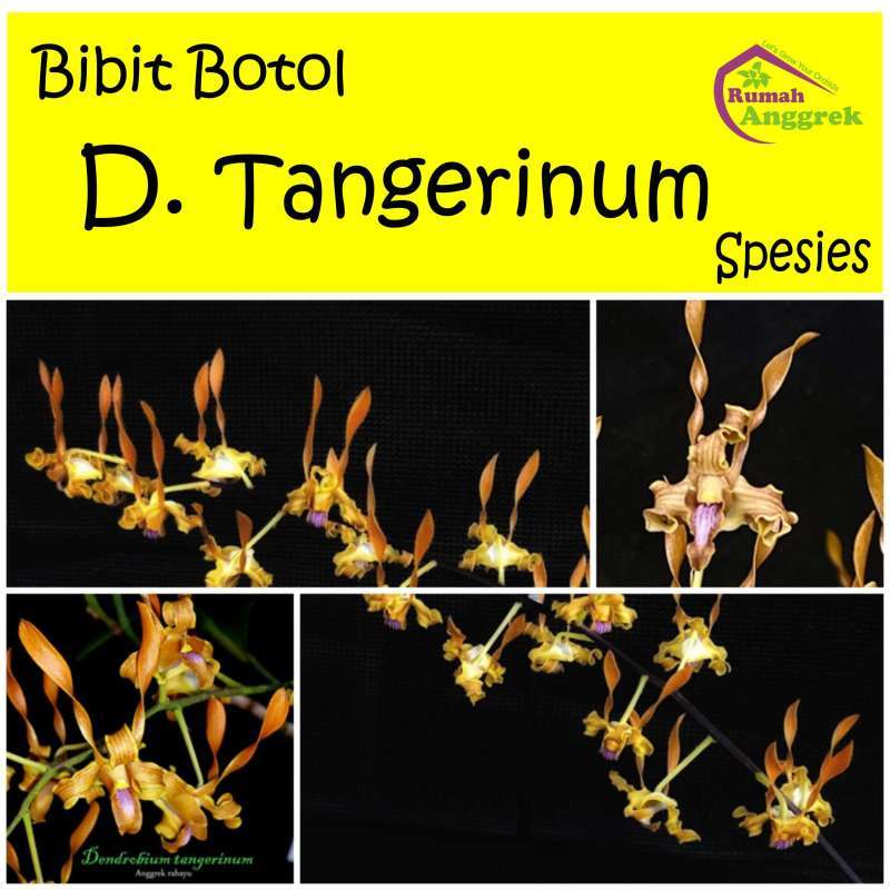 Jual Bibit Botol Dendrobium Tangerinum anggrek dendro spesies langka ...