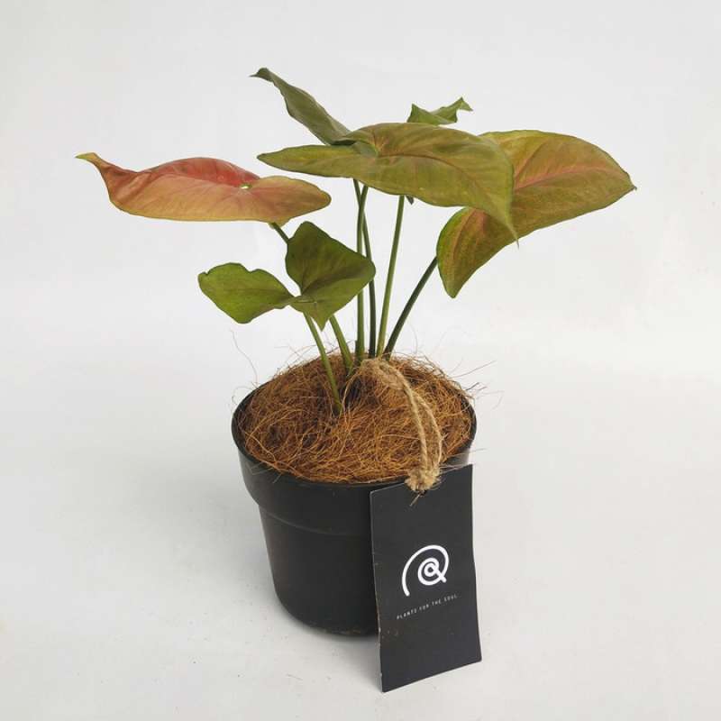 Jual Syngonium 'Maria Allusion' / Nephthytis - Tanaman hias singonium ...