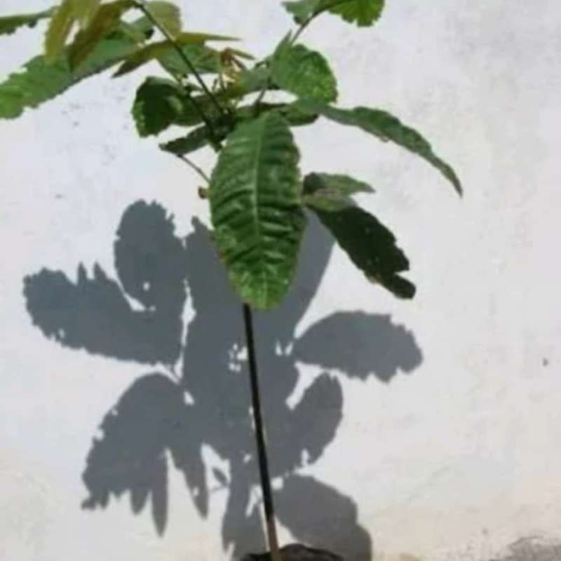 Pohon Matoa Dari Papua