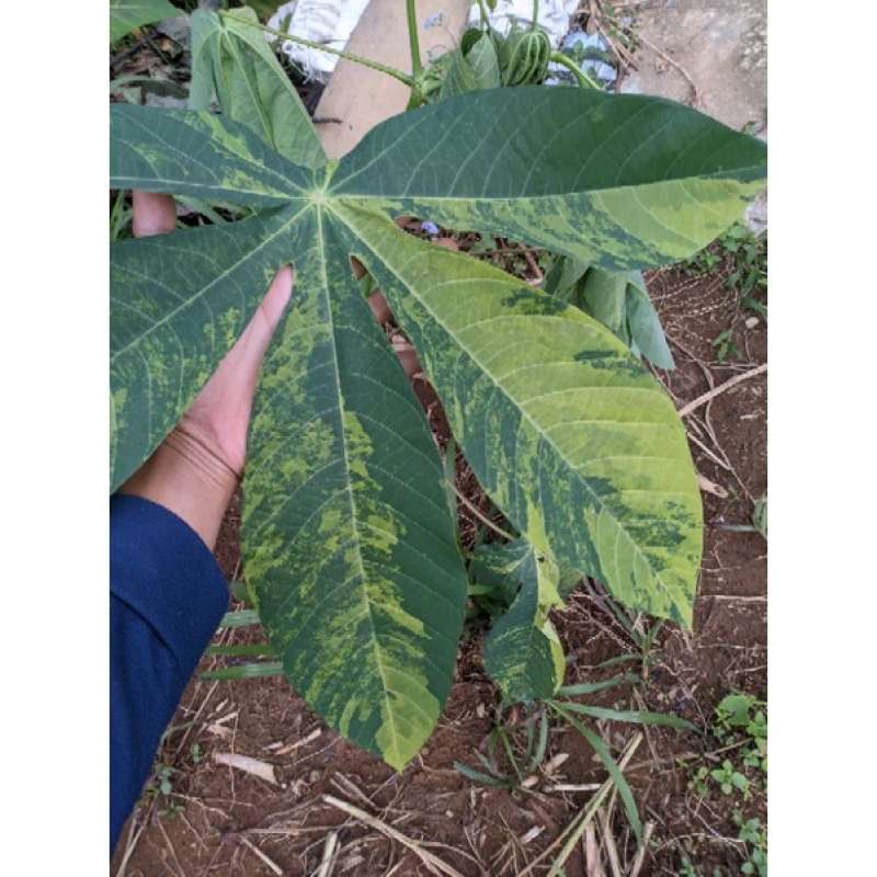 Promo Singkong Ketela Pohon Variegata Yellow Aurea Diskon 5% di Seller ...