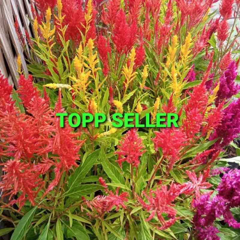 Jual 100 seeds bunga celosia berbagai varian warna dan jenis (MIX) di ...
