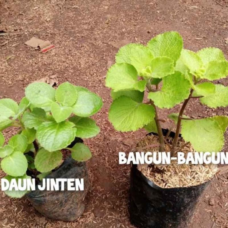 Daun Jinten Lengkap Harga Terbaru Mei 2024 | Blibli