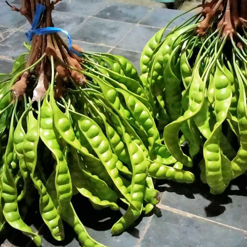 Buah Pete Bibit Tanaman Buah Petai Pete / Pohon Petai Di Dendi Tanaman