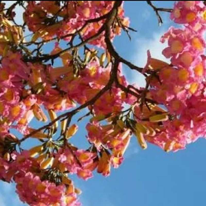 Jual Pohon Tabebuya Warna Pink tinggi 3 meter - Tabebuia Rosea di ...