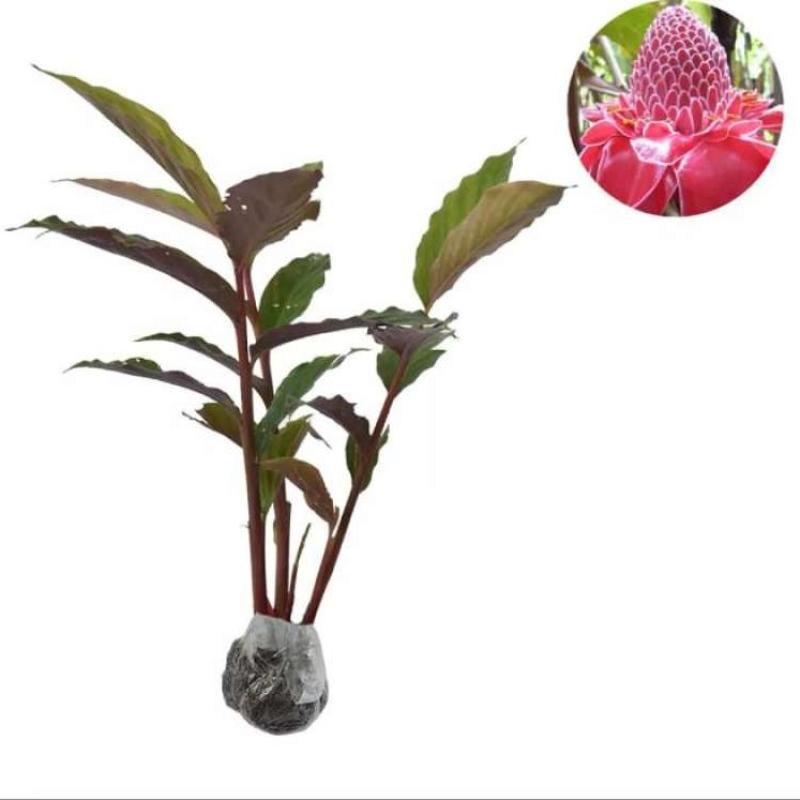 Jual Tanaman Kecombrang 💯 Harga Murah & Kualitas Terbaik Februari 2026