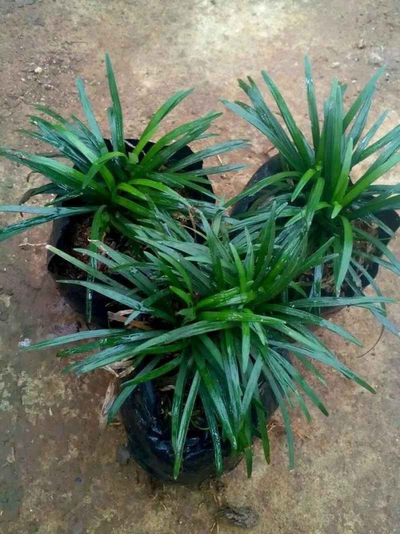 Jual Tanaman Hias Kucai Mini - Tanaman Kucai Di Seller Halaman Taman ...