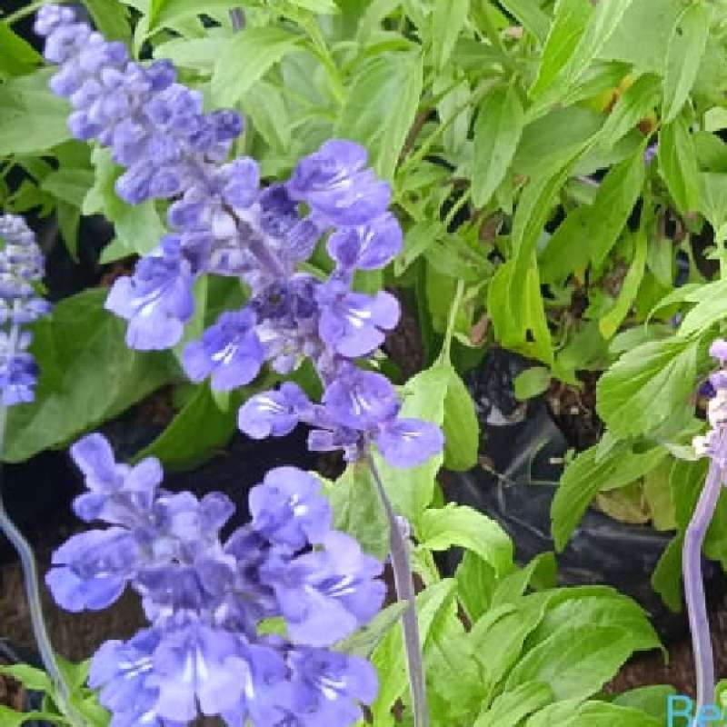 Jual Bunga Salvia Original Murah - Harga Diskon Februari 2024 | Blibli.com