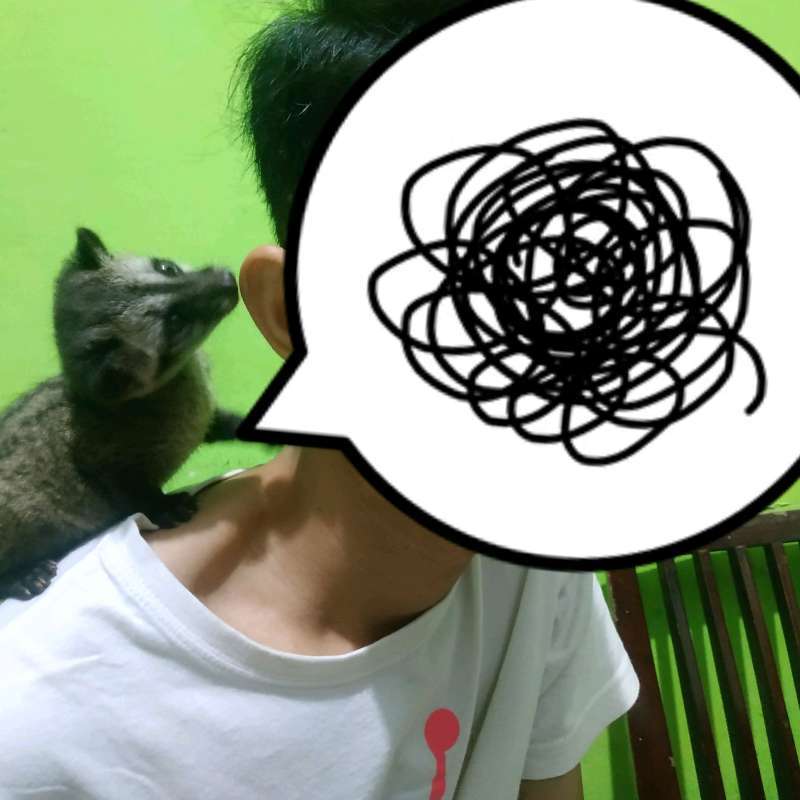 Jual Musang Pandan Baby Termurah - Harga Grosir Terupdate Hari Ini | Blibli
