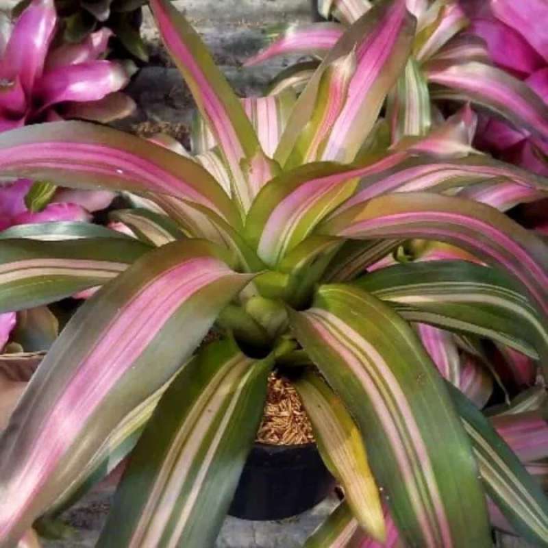 Jual tanaman hias bromelia three color - bromelia tricolor di Seller ...
