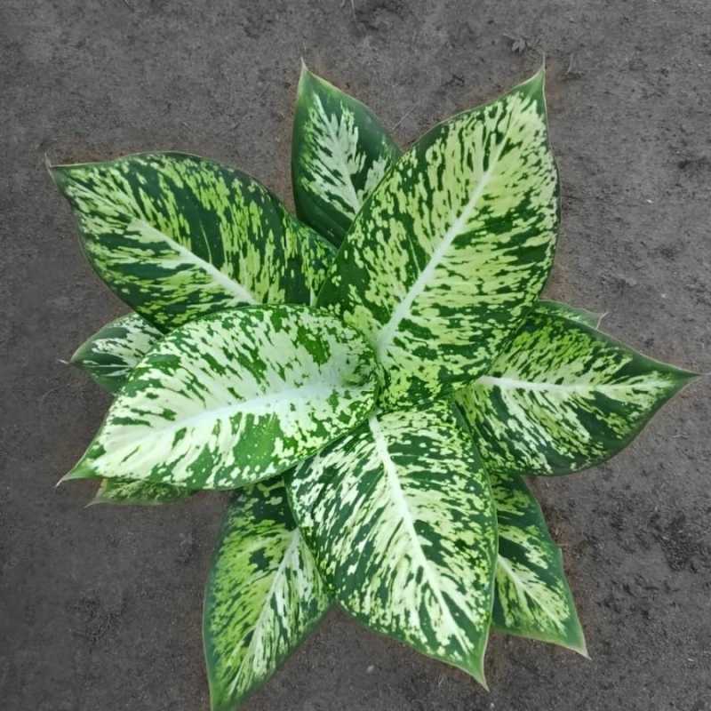 Jual Tanaman hias diven given tumpuk atau candi di Seller ...