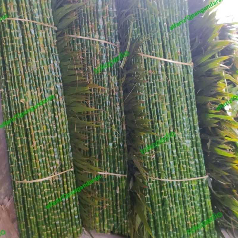 Jual atap dahon / atap daun rumbia / atap tradisional 1pcs di Seller ...