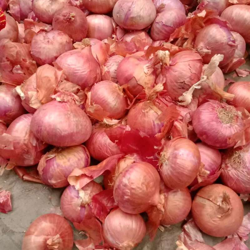 Jual BAWANG MERAH INDIA/PEKING (1kg) di Seller RA Sembako - Rawa Burung ...