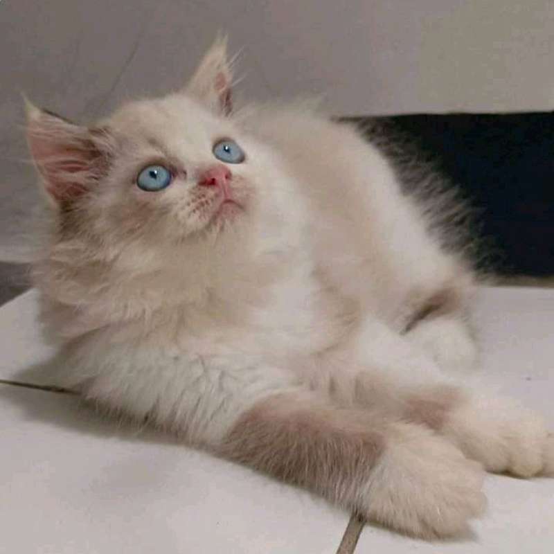 Jual KUCING (RAS RAGDOLL/MIDOLL) KITTEN PERSIA MEDIUM ANGGORA HIMALAYA ...