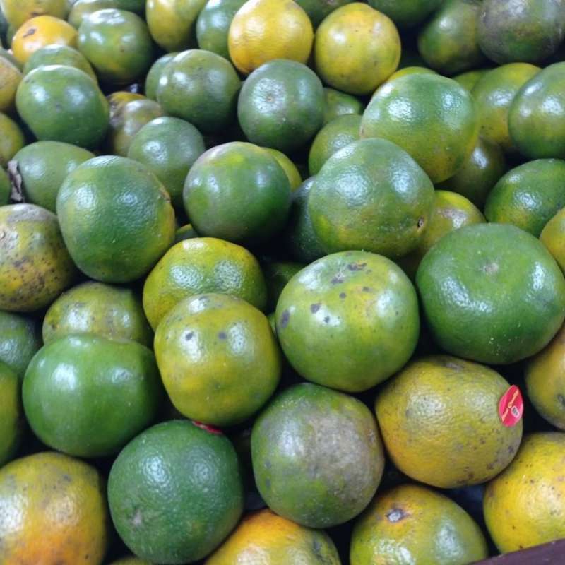 Jual Jeruk Pontianak Peras1 Kg Terdekat 🏷️ Harga Grosir Murah Terupdate ...