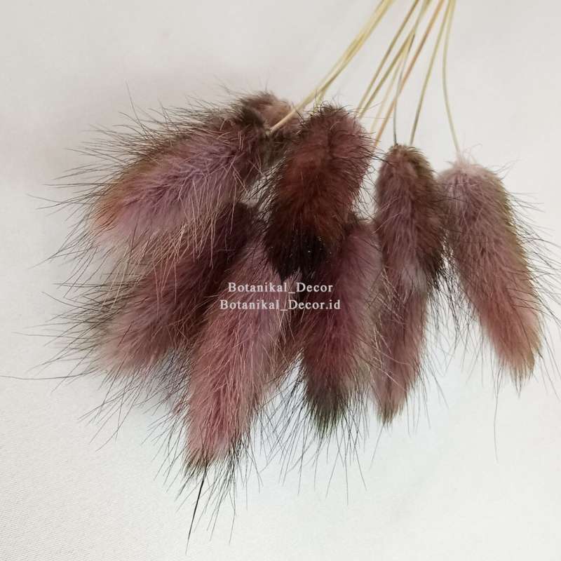 Jual Korean Dried Import Candy Colour (per 2 Pcs) Lagurus Rabbit Bunny Tail Asli Natural Bunga ...
