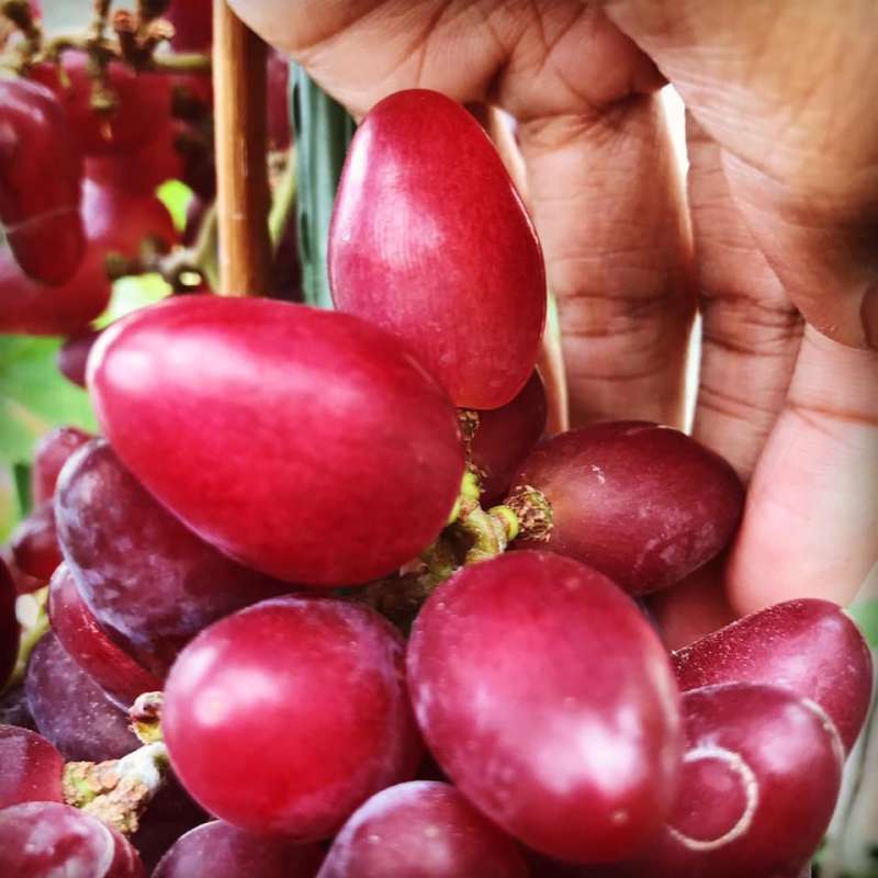 Promo Bibit Anggur Baikonur Anggur Import Baikonur Grafting Diskon 25% ...