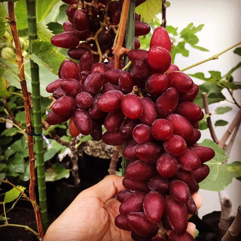 Promo Bibit Tanaman Anggur Baikonur Super Unggul Berkualitas Diskon 40% ...