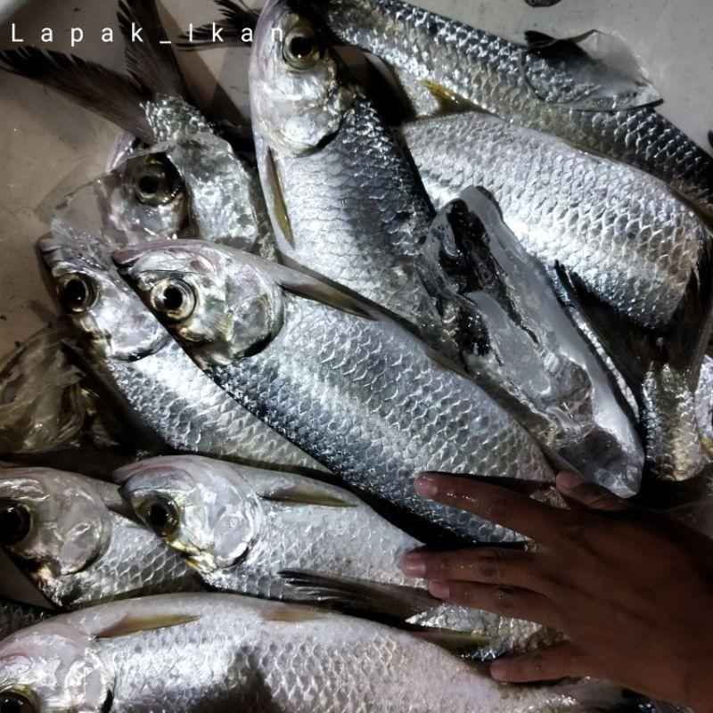 Jual Ikan Bulan Bulan Segar 1 ~ Kilogram Di Seller Lapakikan - Pluit ...