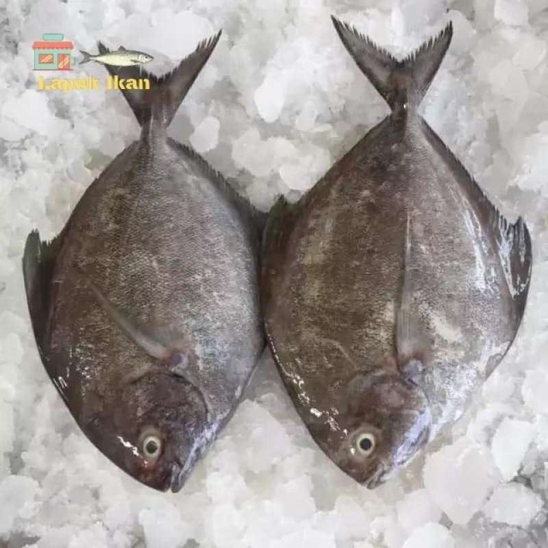 Jual Ikan Bawal Hitam Segar 1~Kilogram Halal di Seller LapakIkan ...
