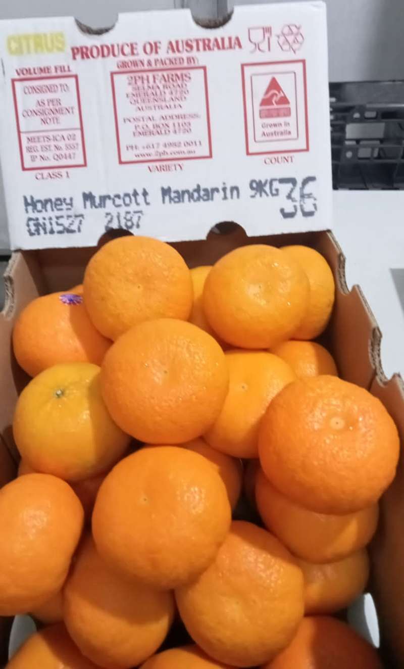 Jual HasilSumberalaM Buah Jeruk Kupas Murcot Honey Murcott AUSTRALIA ...