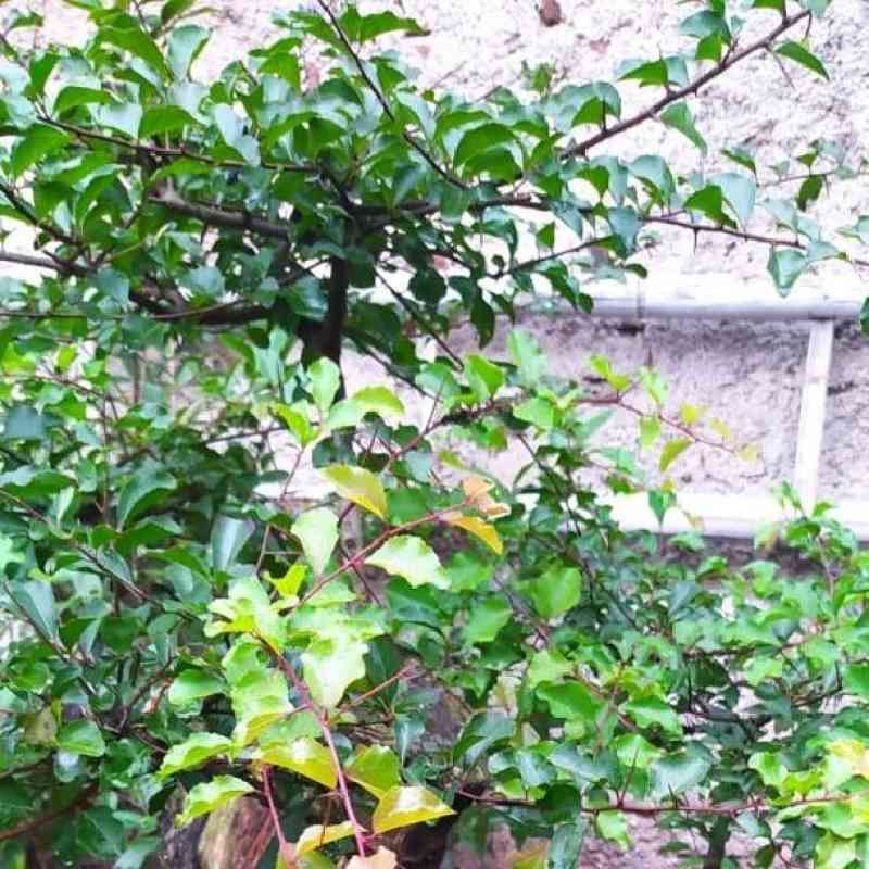 Jual Bahan Bonsai Rukem Pucuk Merah Bonsai Rukem Pucuk Merah Bonsai ...