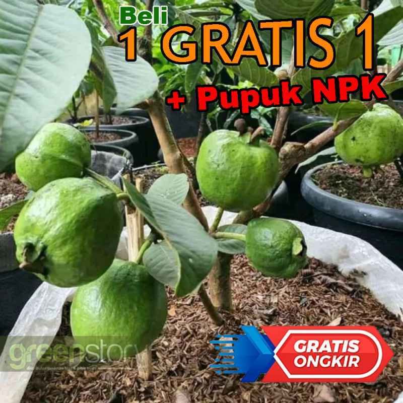 Promo pohon jambu kristal cepat berbuah Diskon 35% di Seller Grosir ...