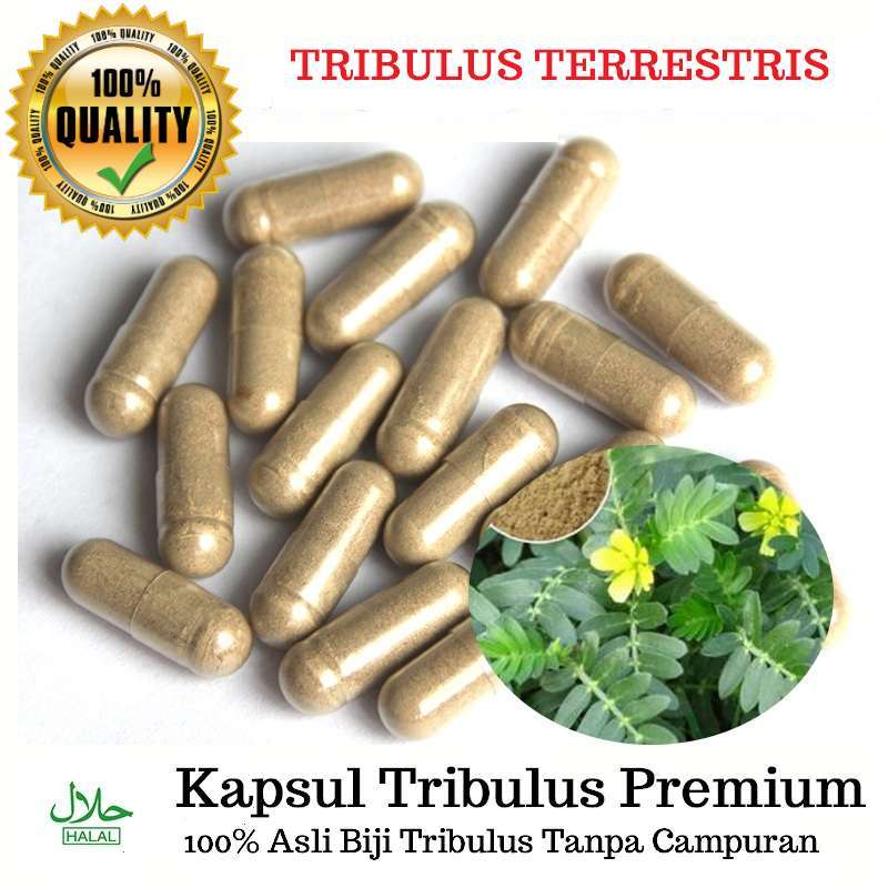 Suplemen Pria Gym Kapsul Lengkap Harga Terbaru Februari 2024 | Blibli