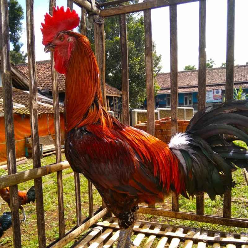 Ayam Pelung