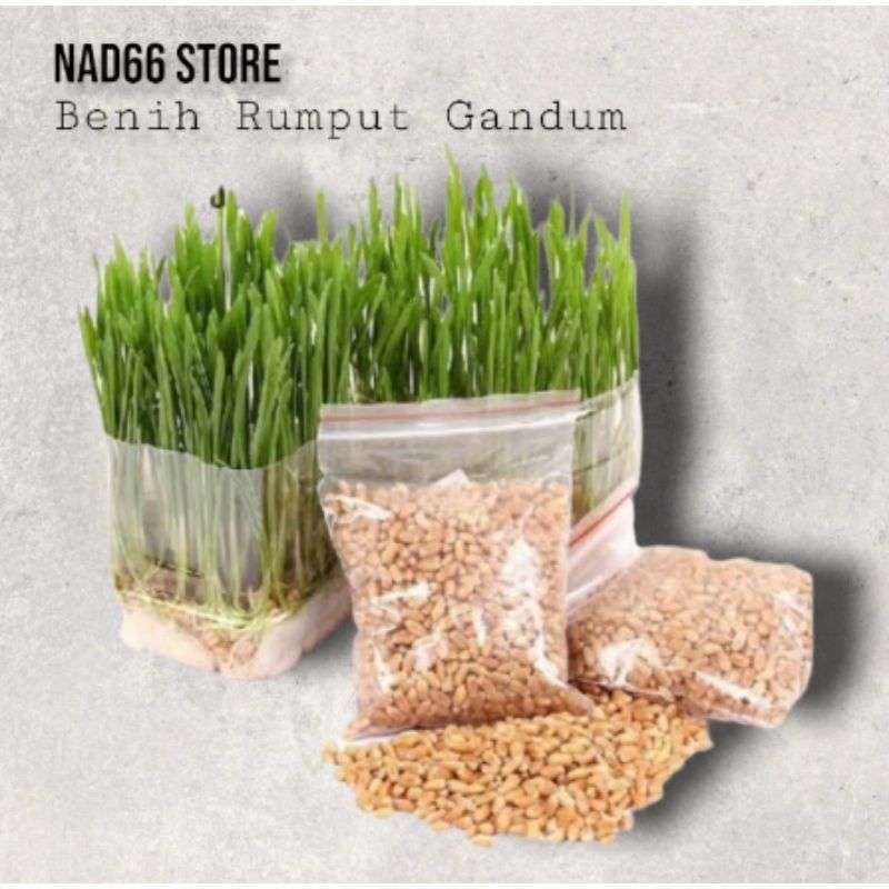 Jual Benih Wheatgrass | Cat Grass | Rumput Gandum Kaya Manfaat | Biji ...