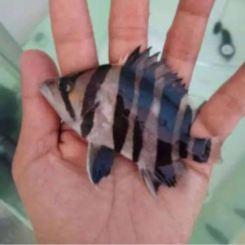 Promo Datz Borneo Sumatra / Datnioides Microlepis Diskon 20% di Seller ...