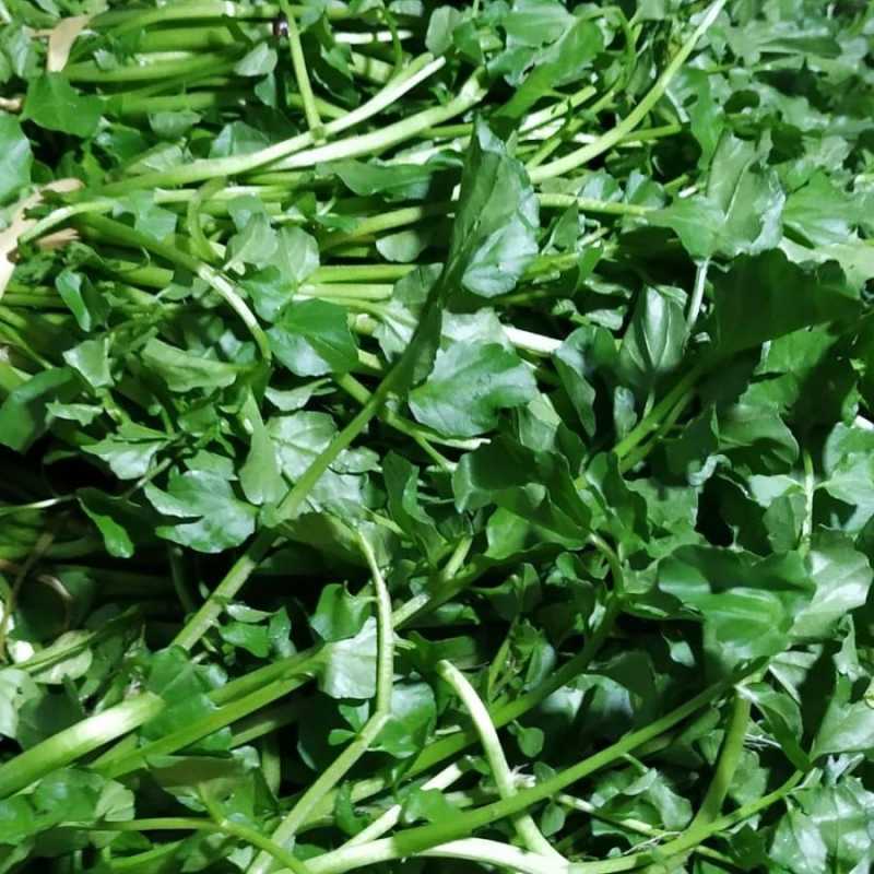 Jual SELADA AIR SEGAR / SAYUR SEGAR (SATU IKAT) Halal di Seller Suplier ...
