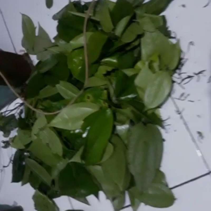 Jual Daun Bungkus Asli Dari Biak ,Papua di Seller Nizar Store 003 ...