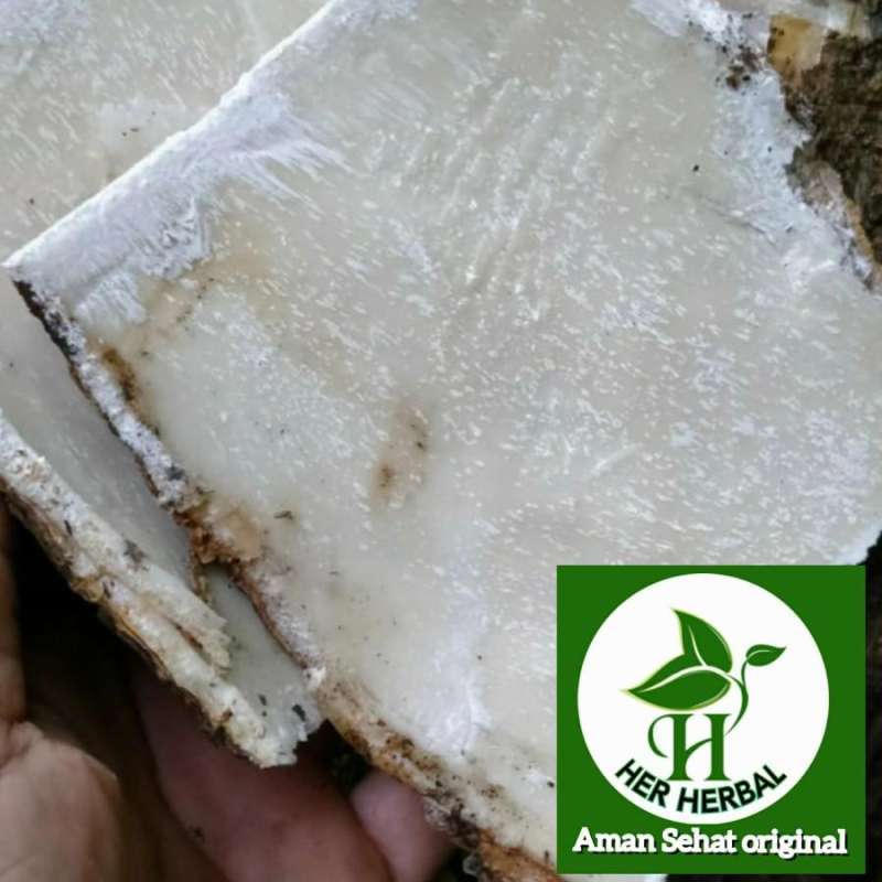 Jual Kulit pohon pule lame pulay kayu gabus segar 500gram di Seller ...